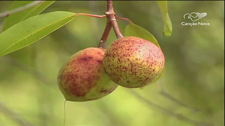 Mangaba: conheça a fruta que aumenta a renda dos sergipanos