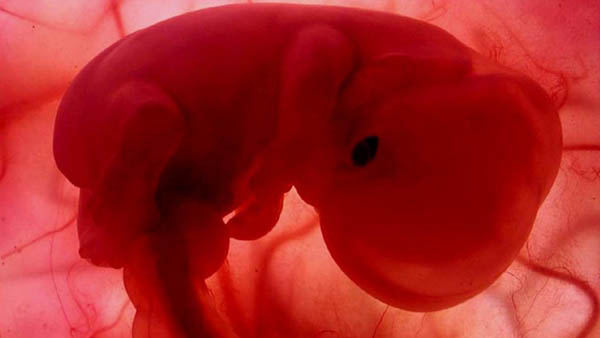 Especialistas condenam manipulação genética de embrião