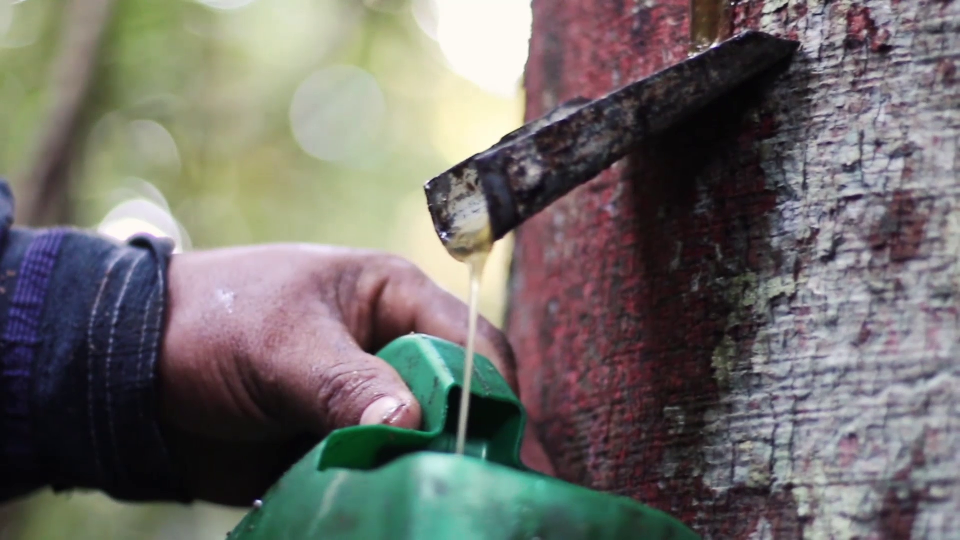 No Amazonas, óleo de copaíba ajuda a alavancar economia local