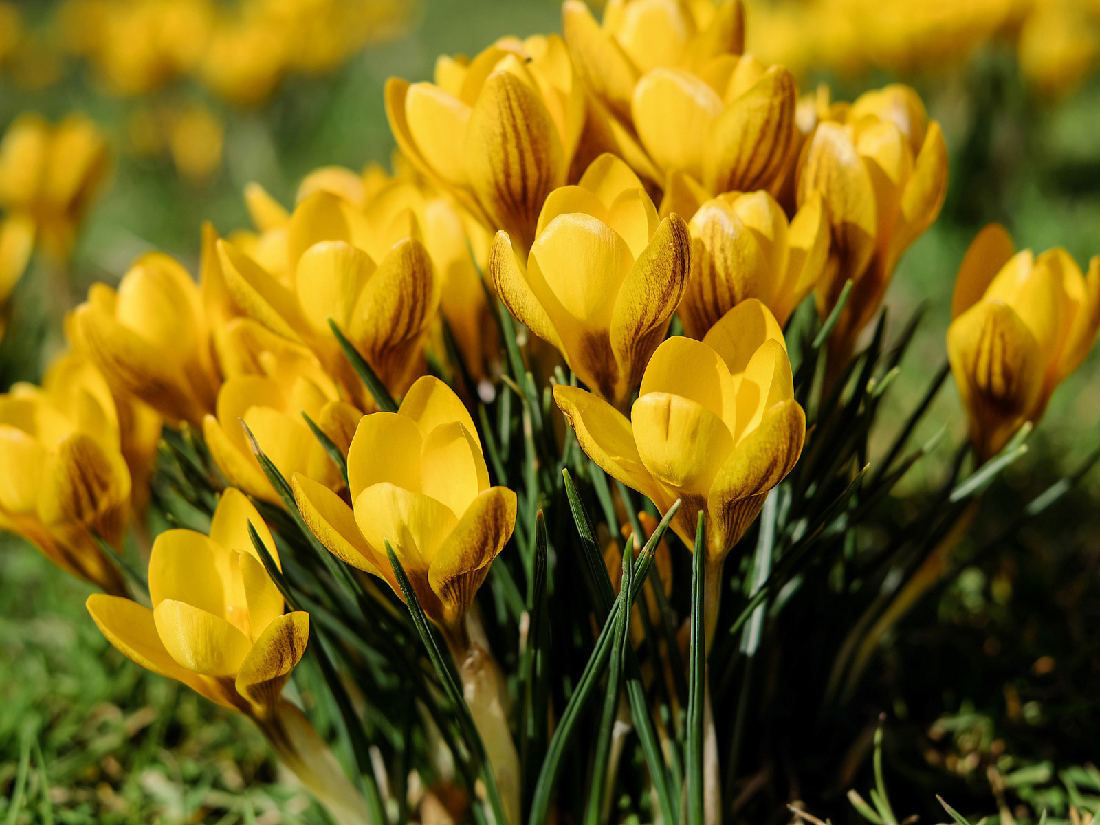 Meteorologista explica como será a primavera em São Paulo