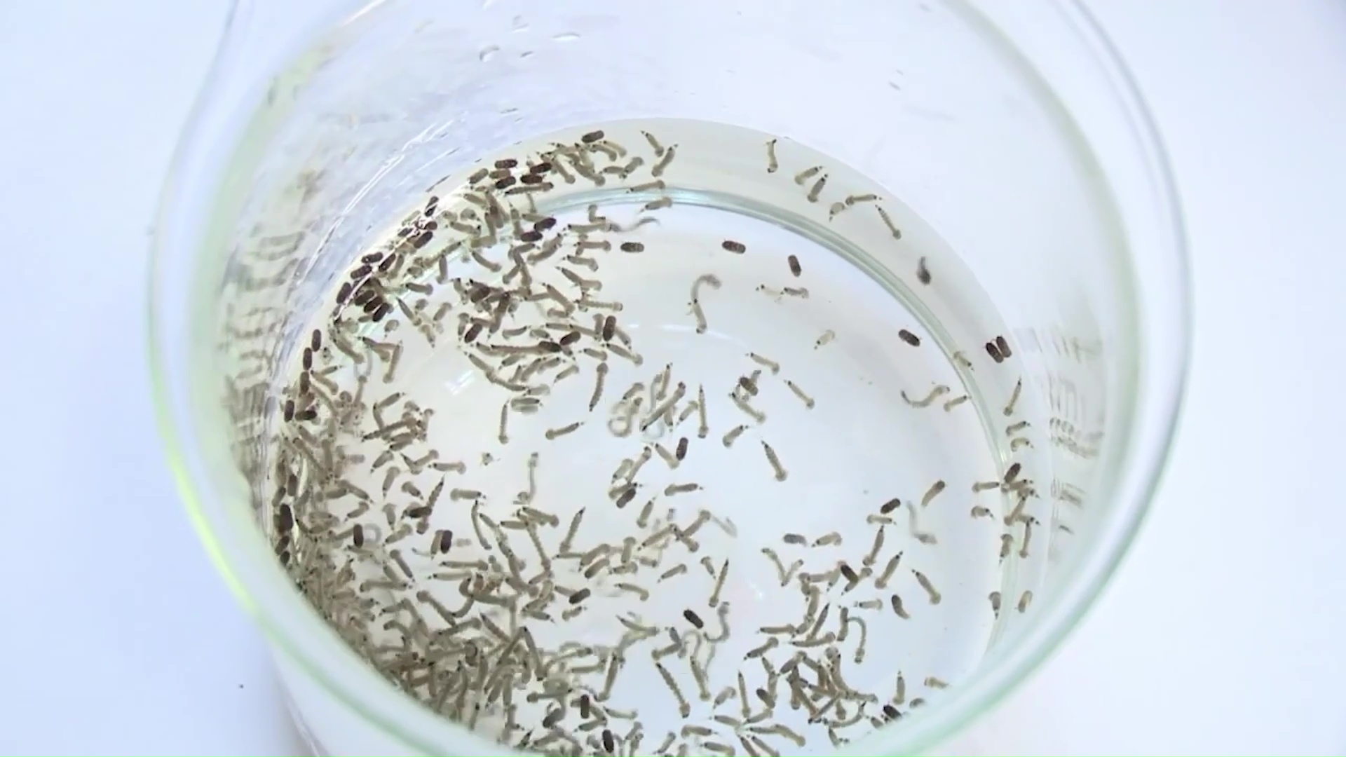 Brasil ultrapassa meio milhão de casos prováveis de dengue Brasil ultrapassa meio milhão de casos prováveis de dengue