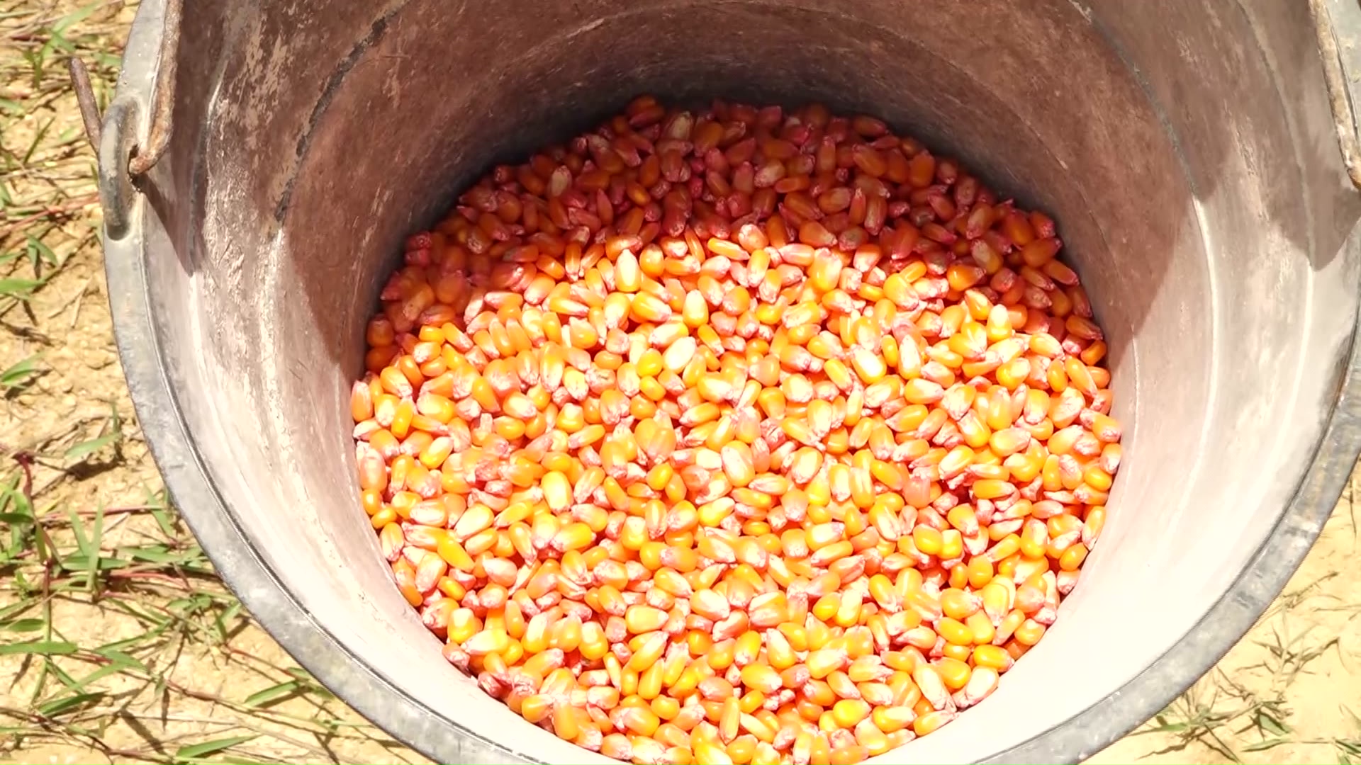 Agricultores do Nordeste plantam milho no dia de São José