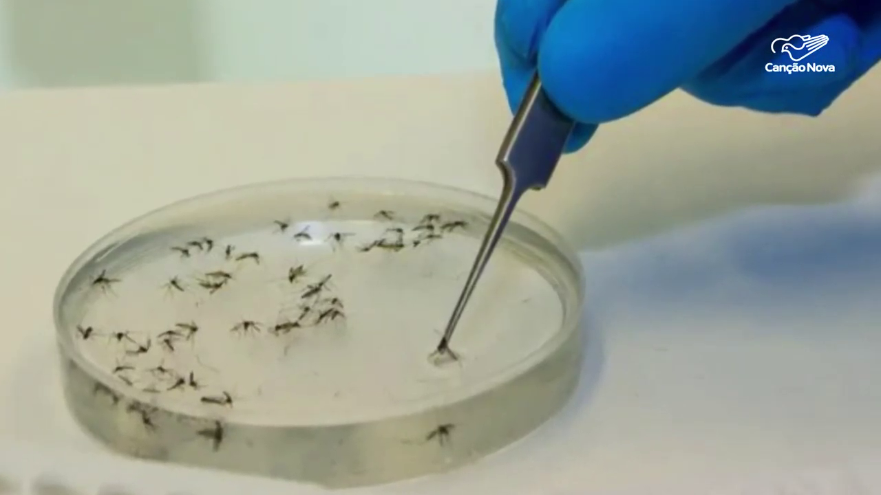 Descubra o que é Febre Oropouche e quais os sintomas