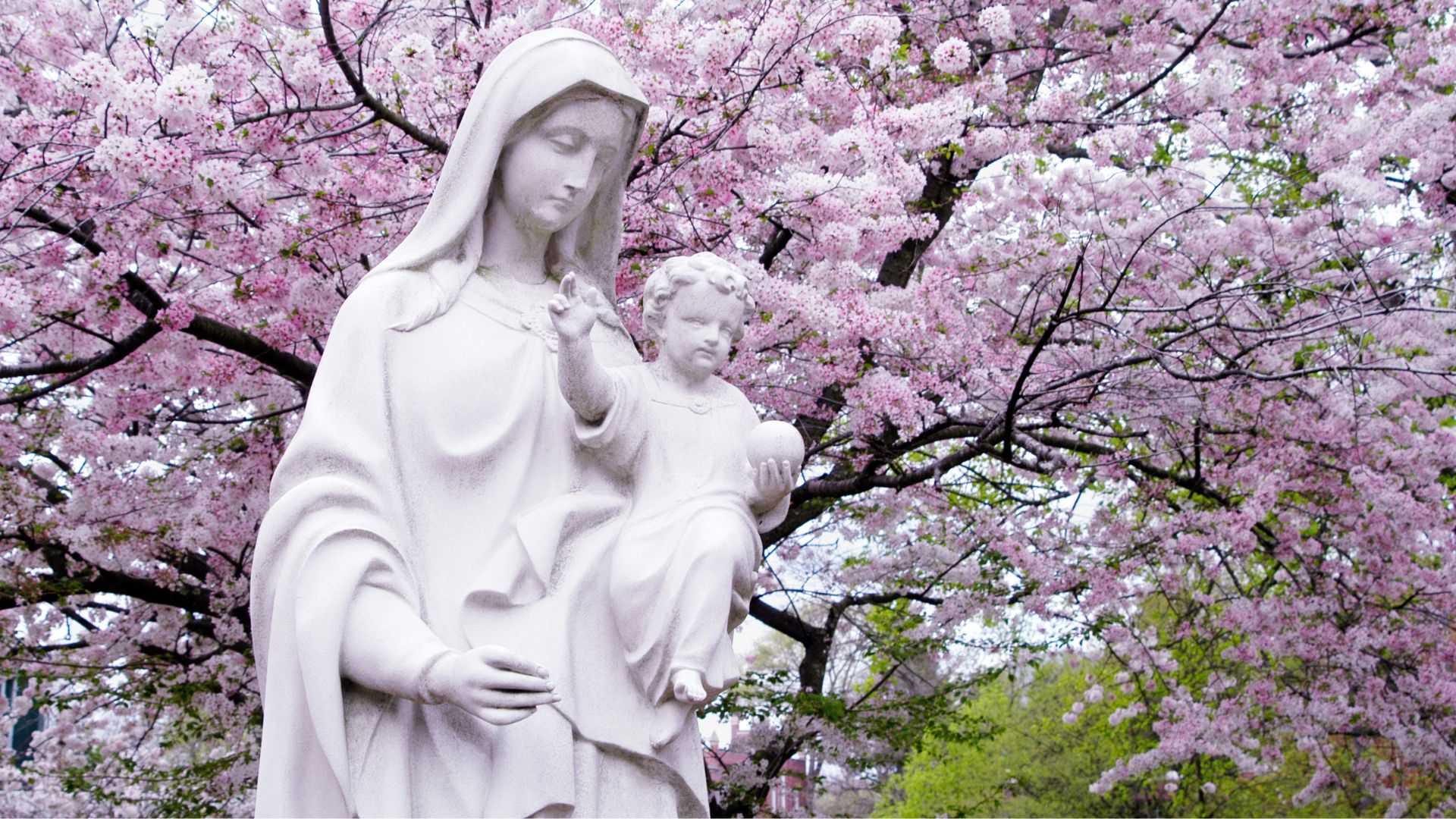 O apostolado de Maria I Mensagem do Dia I Nilza Maia